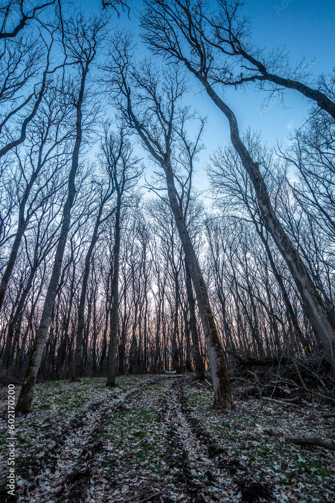 footpath in the woods Forest in the night . Night landscape. Nightsky ...