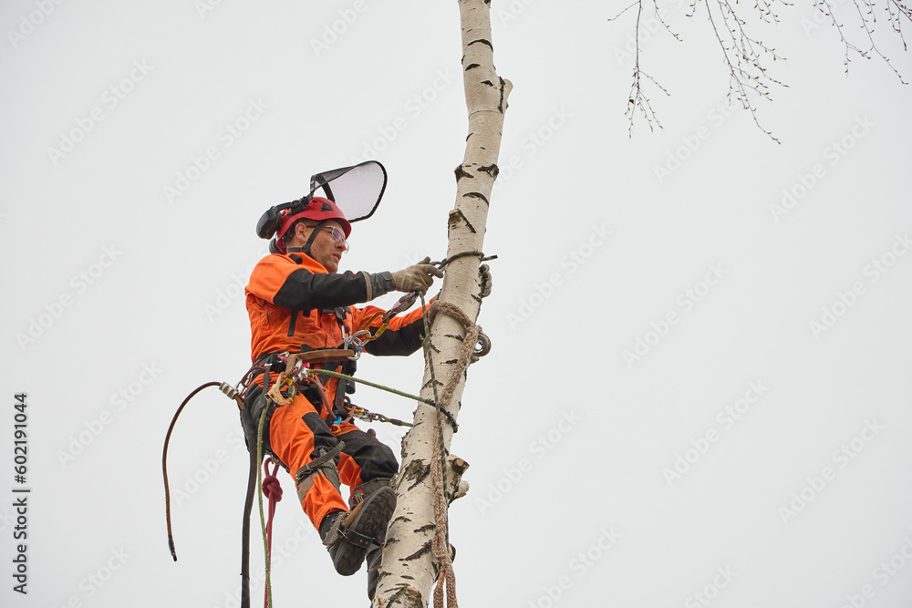 Tree surgeon. Working with a chainsaw. Sawing wood with a chainsaw ...