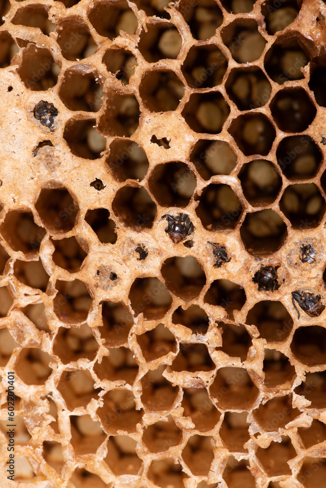 Natural beehive with bees and lava showing structure and design using ...
