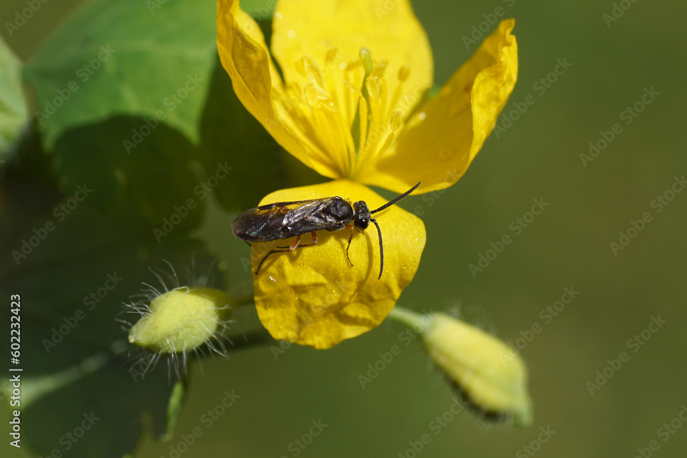 Black sawfly Dolerus. Family Common sawflies (Tenthredinidae). On a ...
