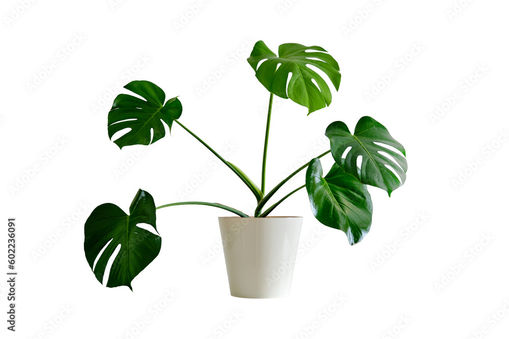 Houseplant Monstera deliciosa in a flower pot against a white brick ...