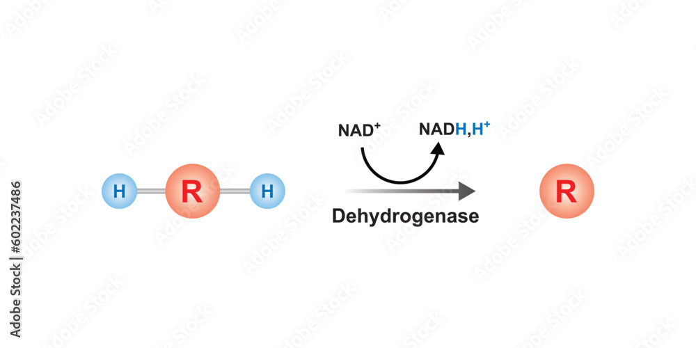 Dehydrogenase Enzyme Function Concept Design. Vector Illustration ...
