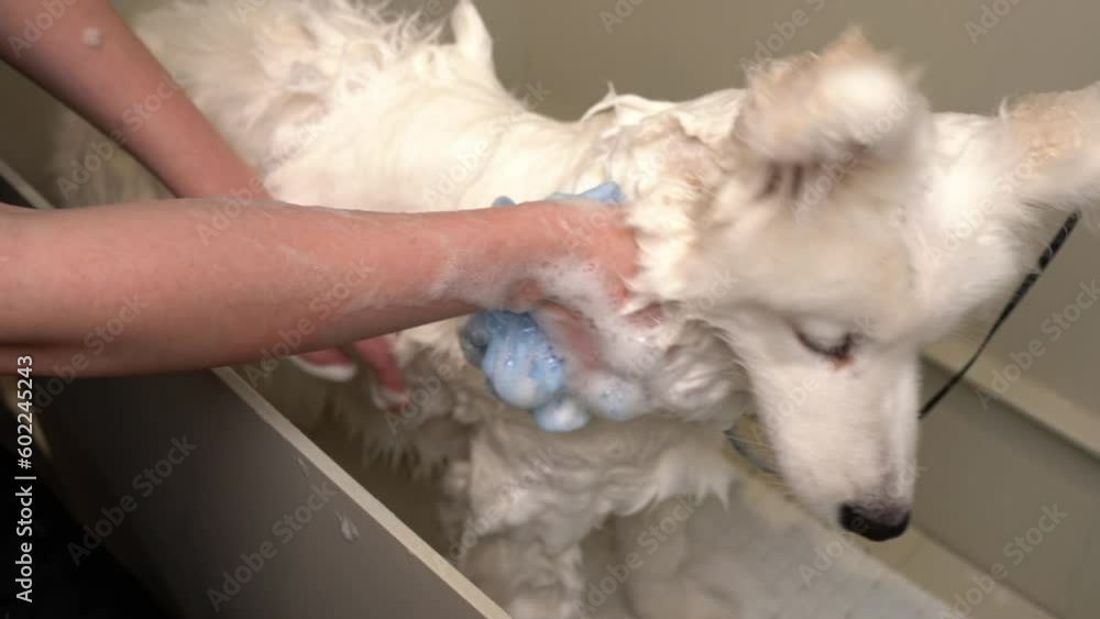 Funny white friendly wet dog, cute dog with soap foam Owner is bathing ...