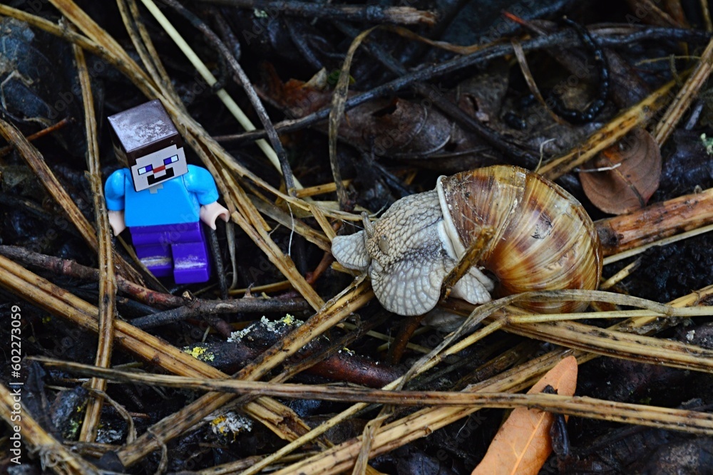 LEGO Minecraft Steve discovered adult roman snail, also called Burgundy ...