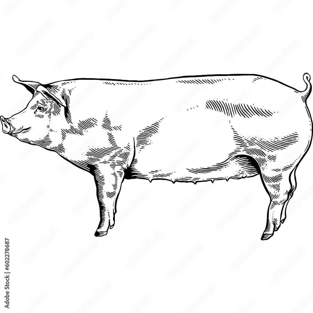 Hand drawn Pig Side View Sketch Illustration Stock Vector | Adobe Stock