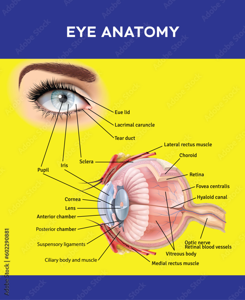 Anatomy of the human eye Stock Vector | Adobe Stock