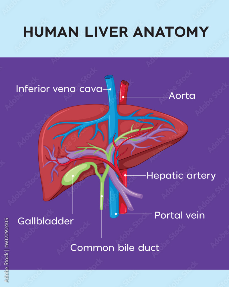 Anatomy of the human liver Stock Vector | Adobe Stock