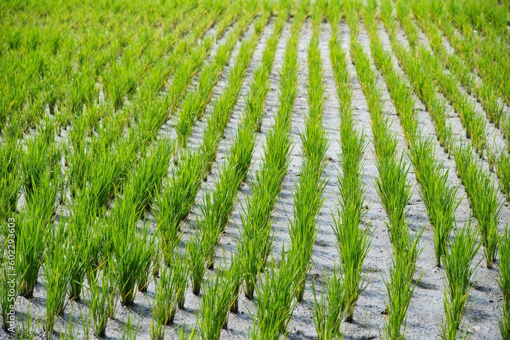 Young rice plants on rice fields. An early stage of rice growing. Rice ...