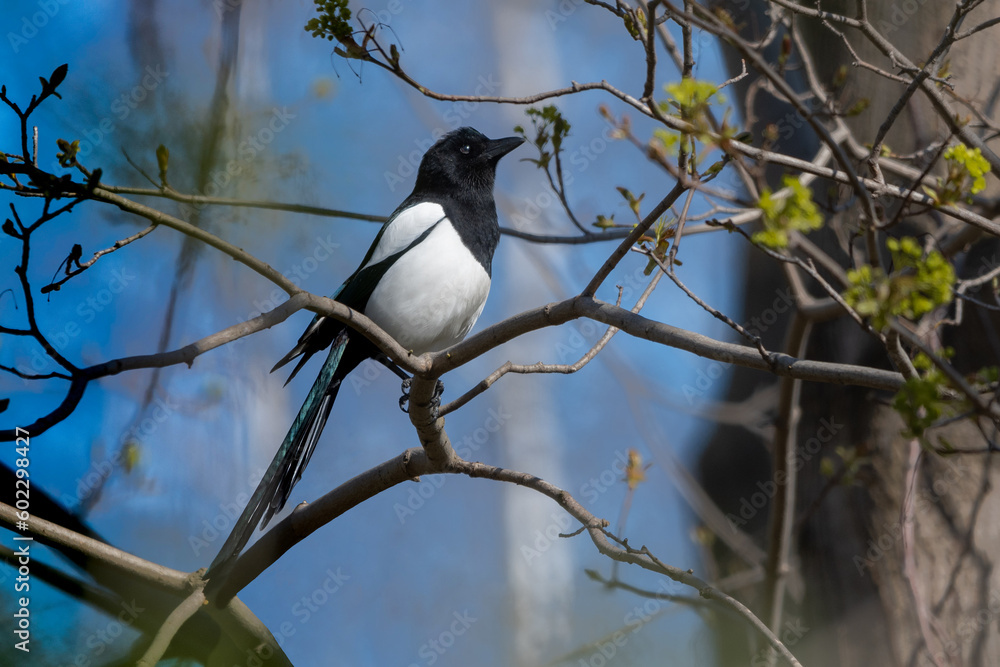 Sroka zwyczajna, sroka, sroka pospolita (Magpie, Pica pica) Stock Photo ...