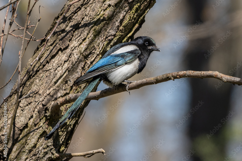 Sroka zwyczajna, sroka, sroka pospolita (Magpie, Pica pica) ภาพถ่าย ...