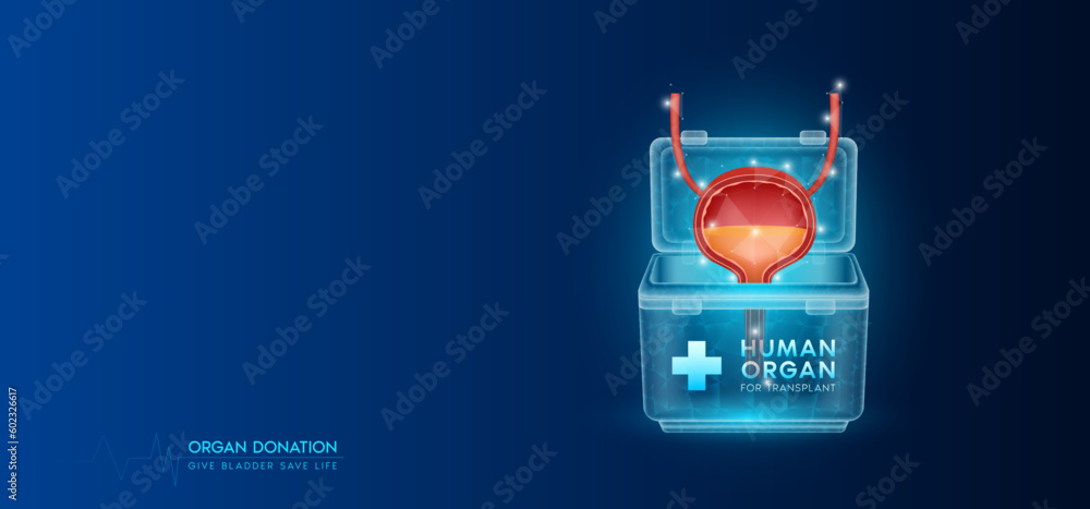 Donor organ. Human bladder in cooler box translucent low poly triangles ...