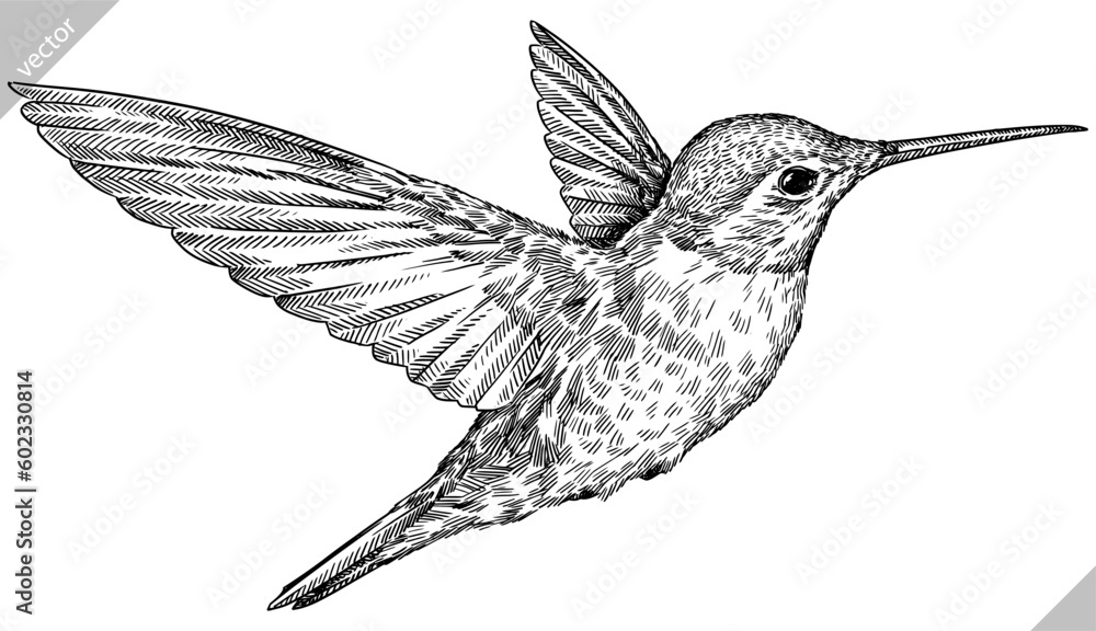 Poster Vintage engraving isolated hummingbird set illustration ink ...