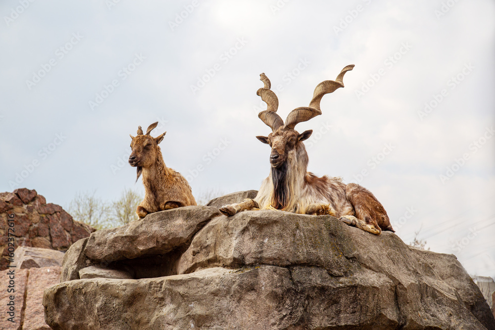 Tajik screw-horned goat (Markhur) with beautiful unusual horns with his ...