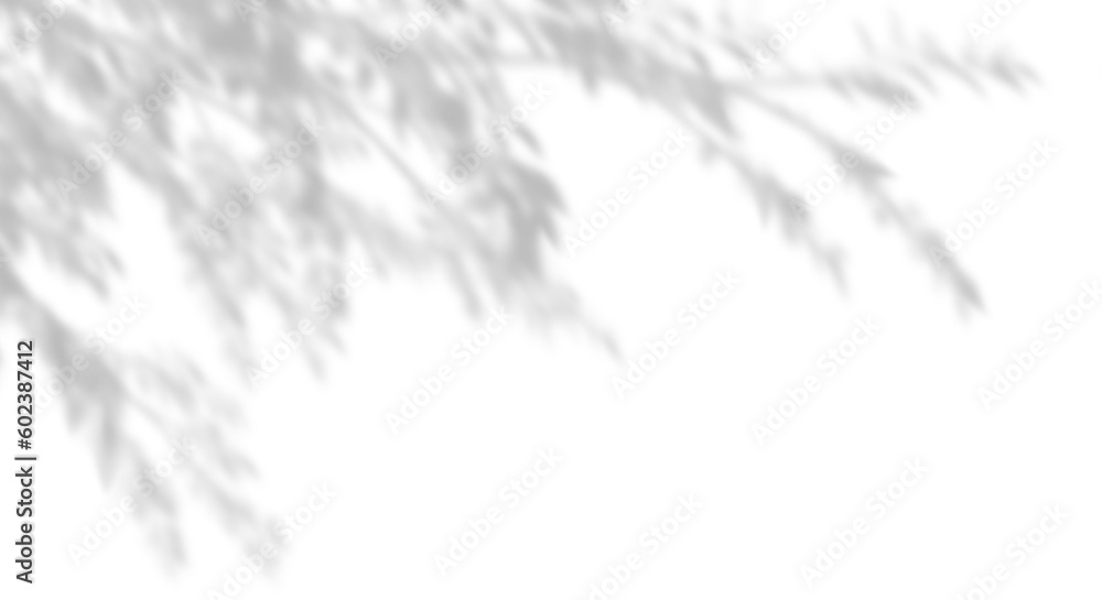 Shadow nature tree branches and leaves movement on transparent ...