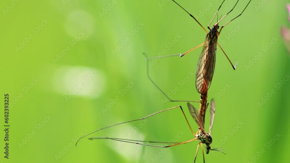 Crane fly couple showing mating behavior in spring for reproduction of ...