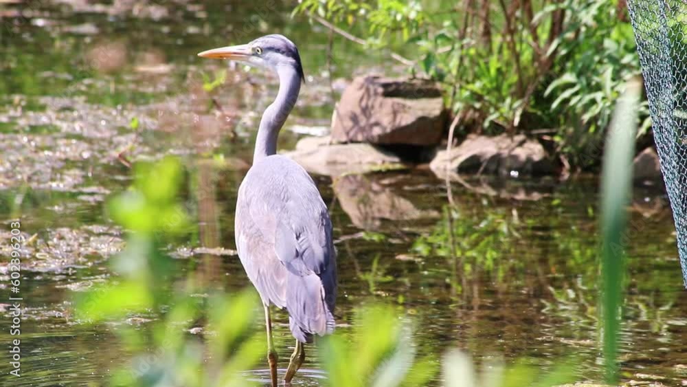 Young gray heron before take off hunting for animals at idyllic lake ...