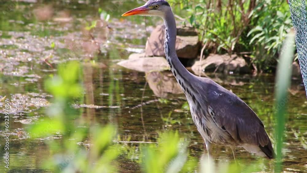 Vidéo Stock Young gray heron before take off hunting for animals at ...