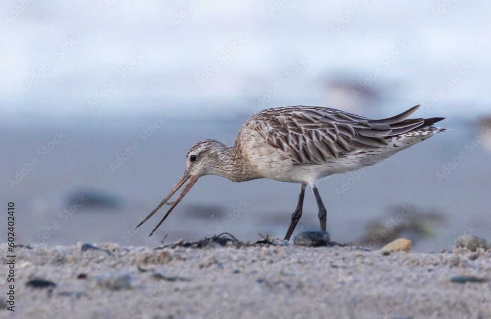 Shallow birds in the prenuptial step on Galician beaches Stock Photo ...