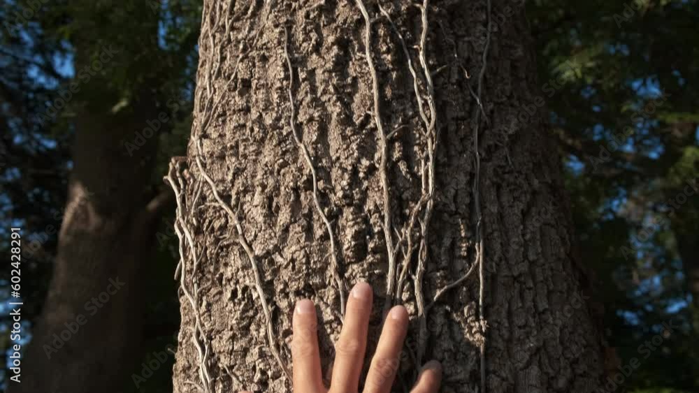 Girl arm touching pine trunk. A view of girl arm touching the bark of ...
