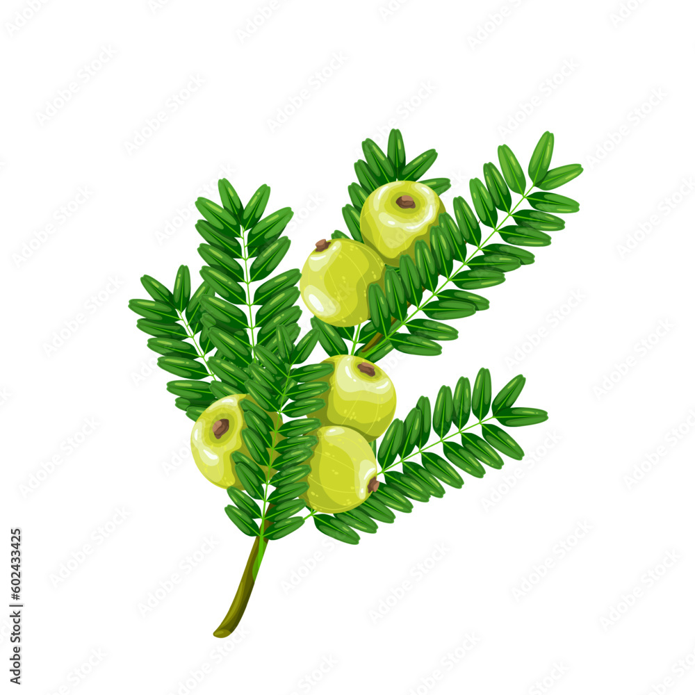Amla, Indian gooseberry on branch with green leaf vector illustration ...