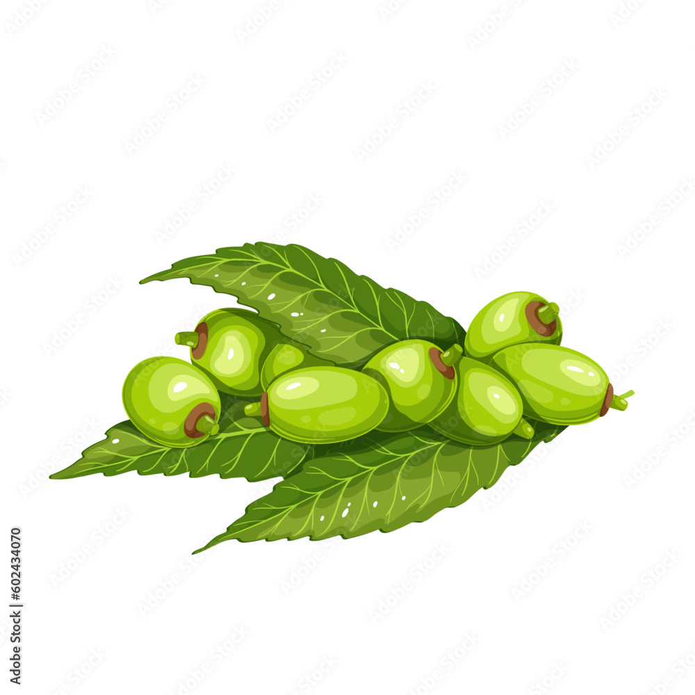 Neem tree berry fruits and green leaves in pile vector illustration ...