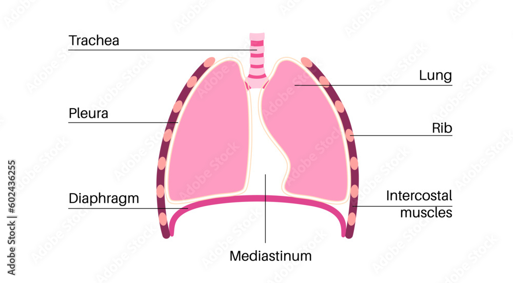 Mediastinum infographic poster Stock Vector | Adobe Stock