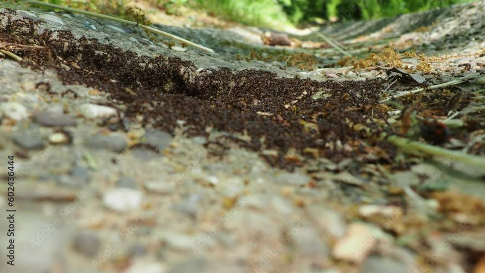 Ants Formicidae, family of insects from the superfamily ant, order ...