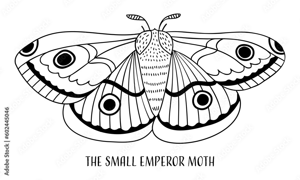 Moth isolated on white. Small Emperor moth hand drawn line art. Black ...