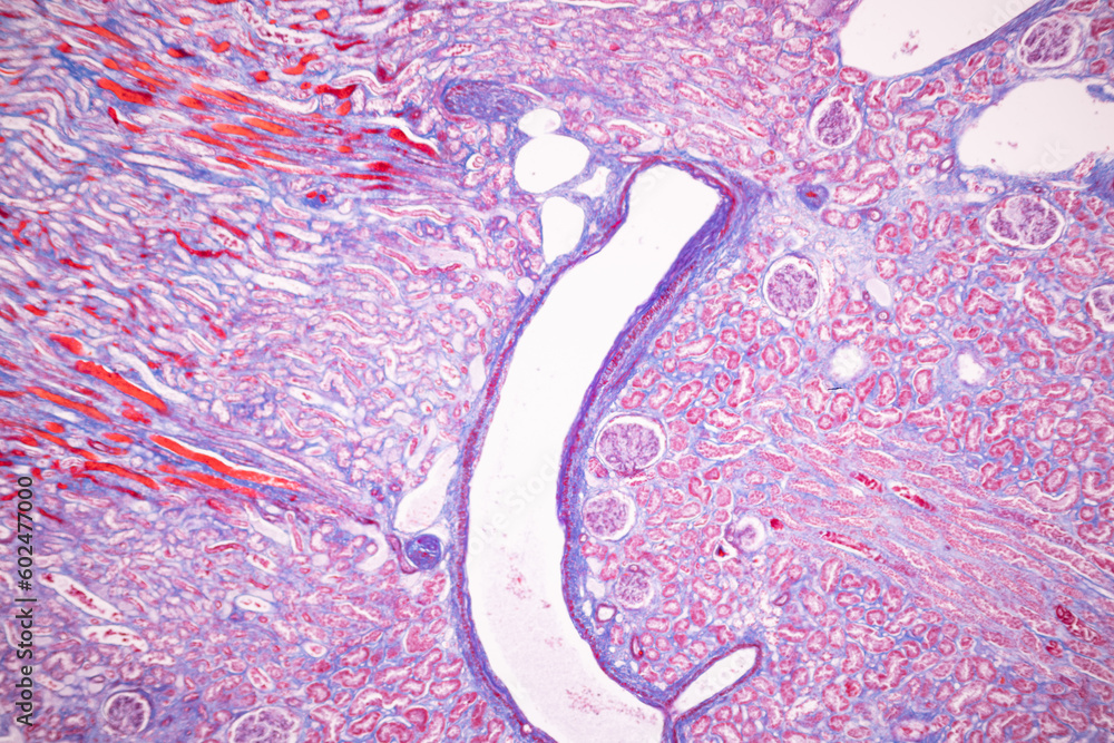 Histological Pancreas human, Liver human, Vermiform appendix human and ...