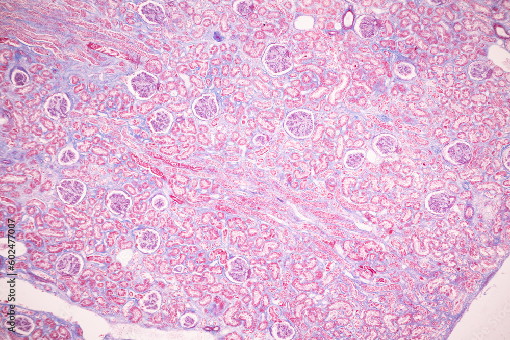 Histological Pancreas human, Liver human, Vermiform appendix human and ...