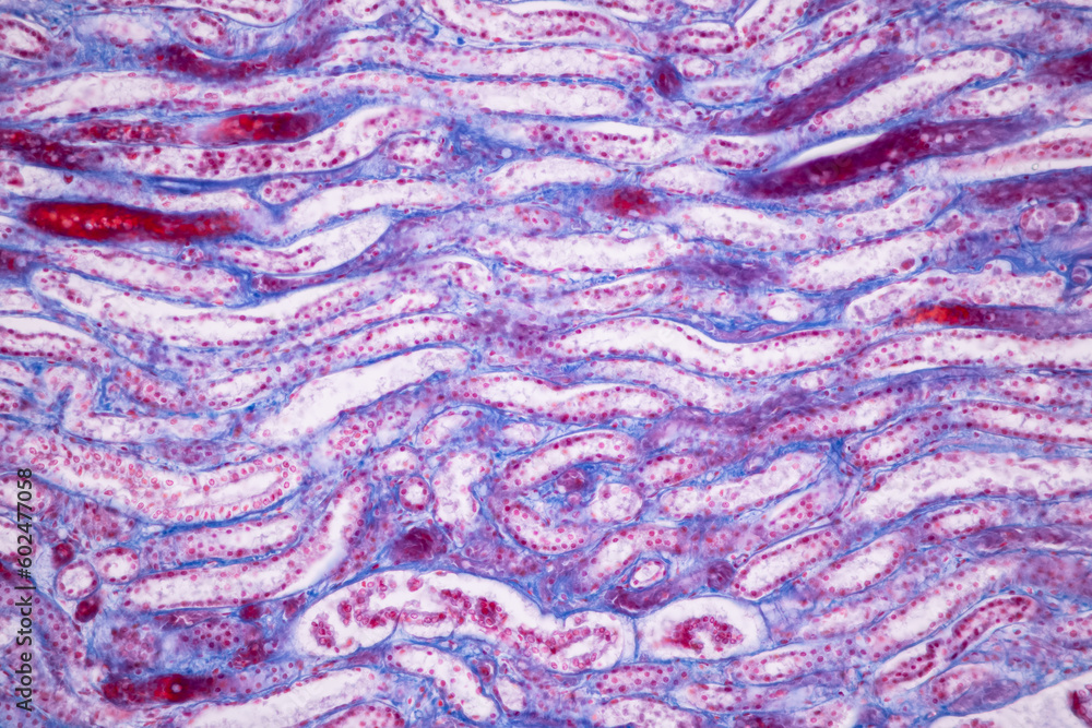 Histological Pancreas human, Liver human, Vermiform appendix human and ...