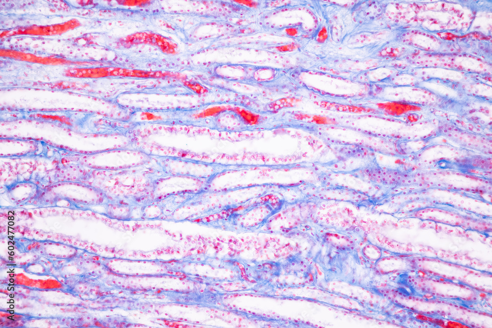 Histological Pancreas human, Liver human, Vermiform appendix human and ...