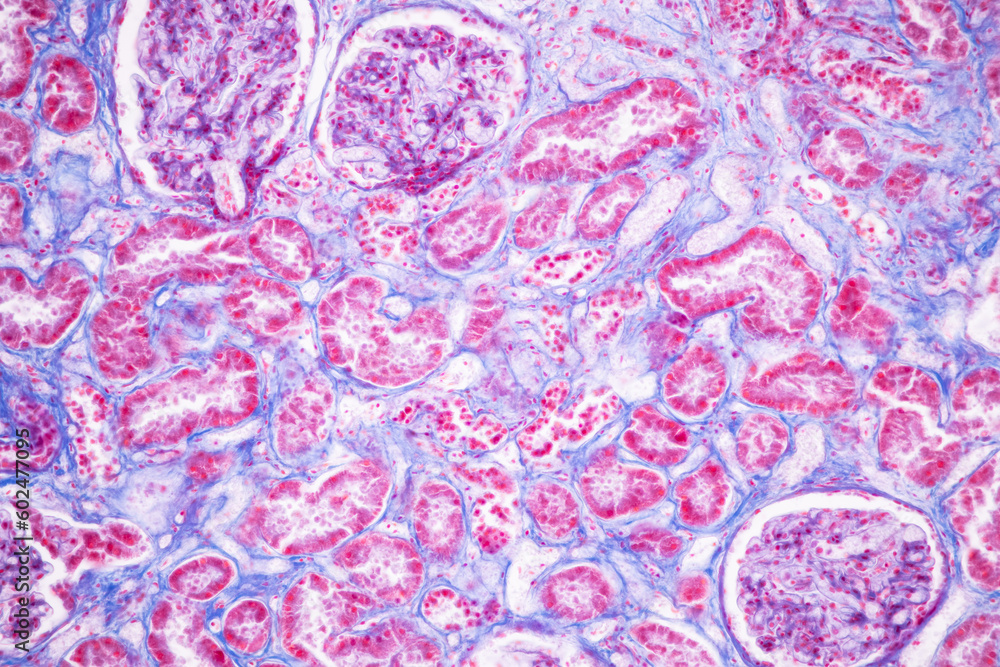 Histological Pancreas human, Liver human, Vermiform appendix human and ...