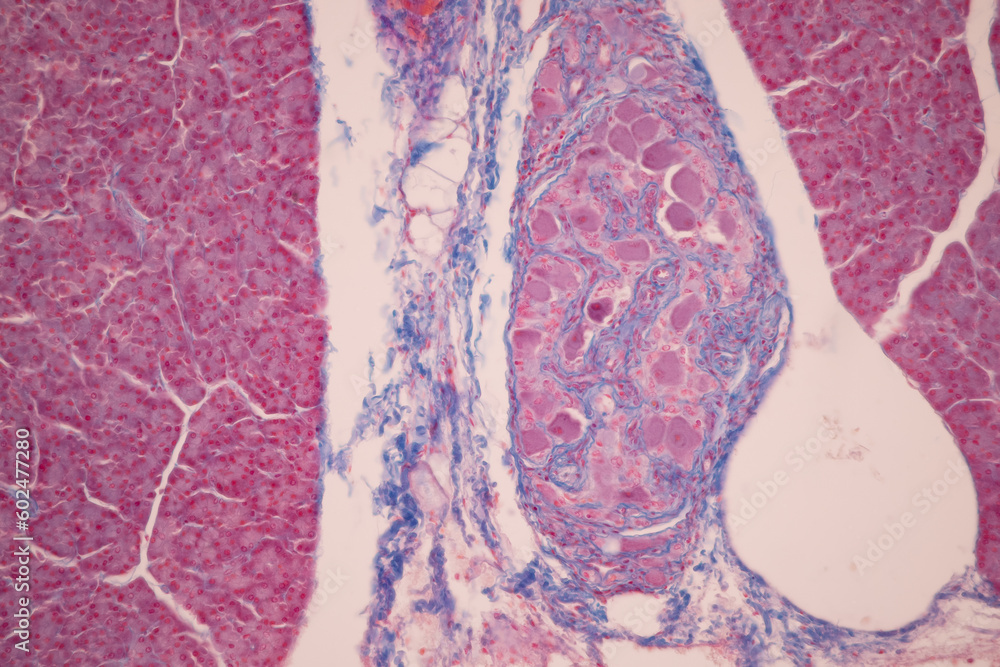 Histological Pancreas human, Liver human, Vermiform appendix human and ...