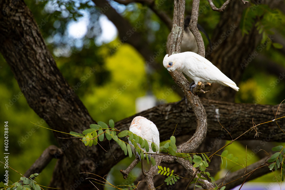 australian parrots little corella (bare-eyed cockatoo) eats seeds from ...