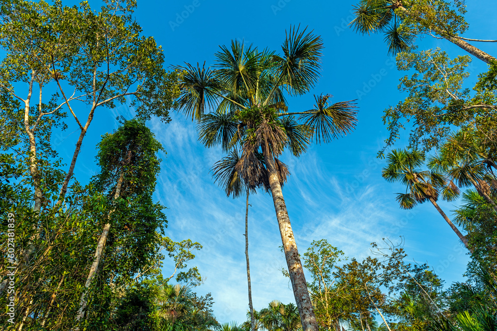 Poster Amazon rainforest tree canopy, Yasuni national park, Ecuador ...
