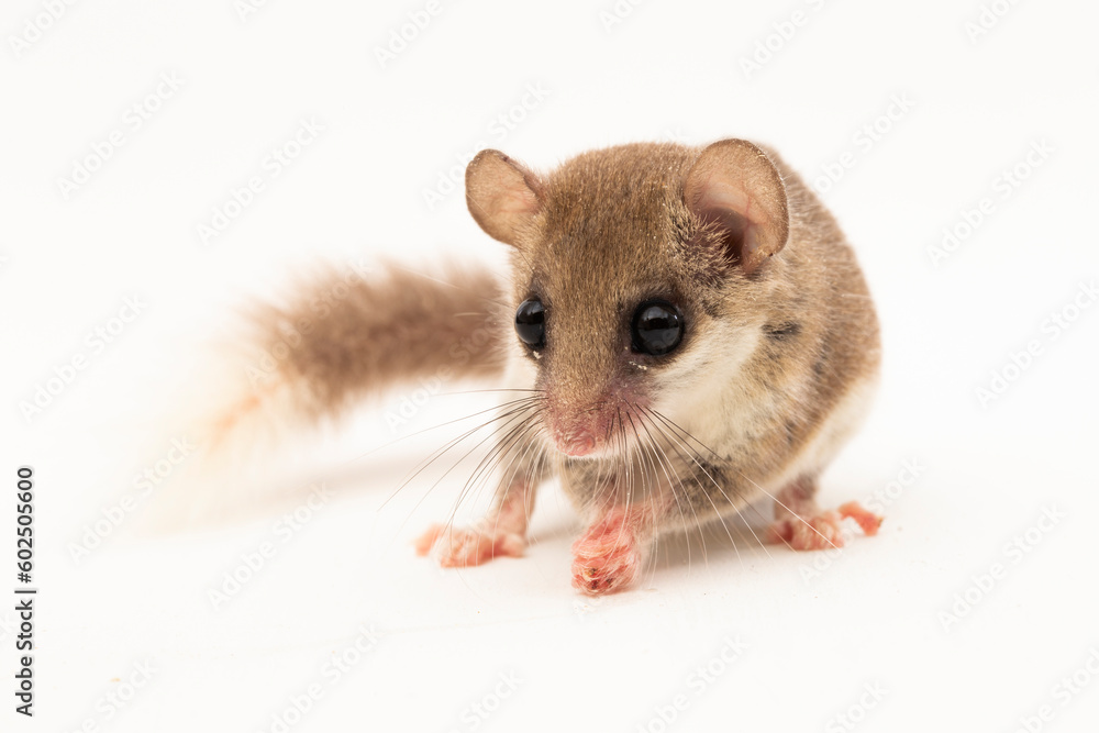 African Pygmy Dormouse
