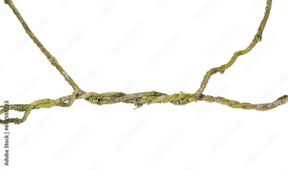 Tangled thin stems of a climbing plant overgrown with moss and lichen ...