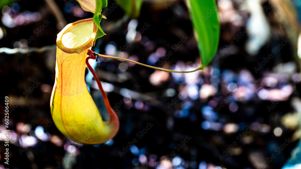 Nepenthes are insectivorous plants. Nepenthes plant in the Gardens ...