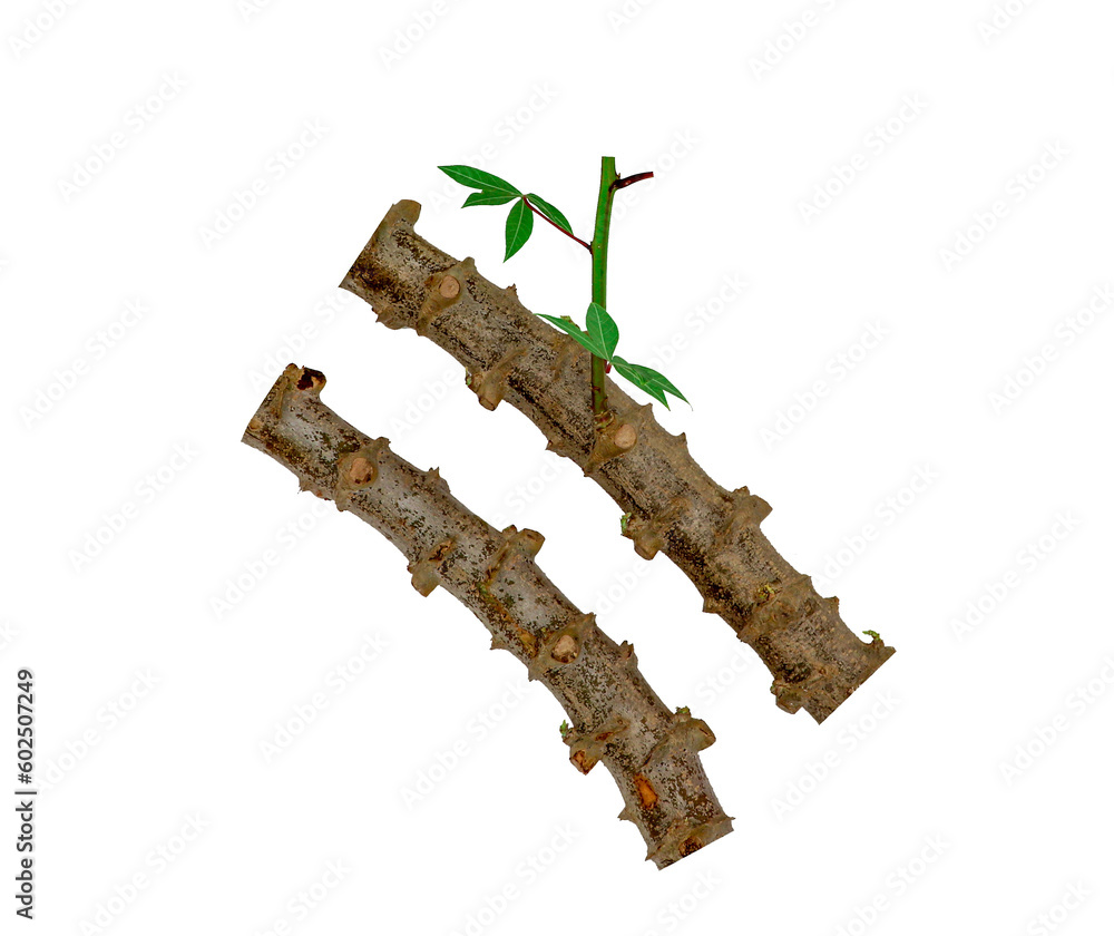 Cassava plant isolated on transparent background with selective focus ...