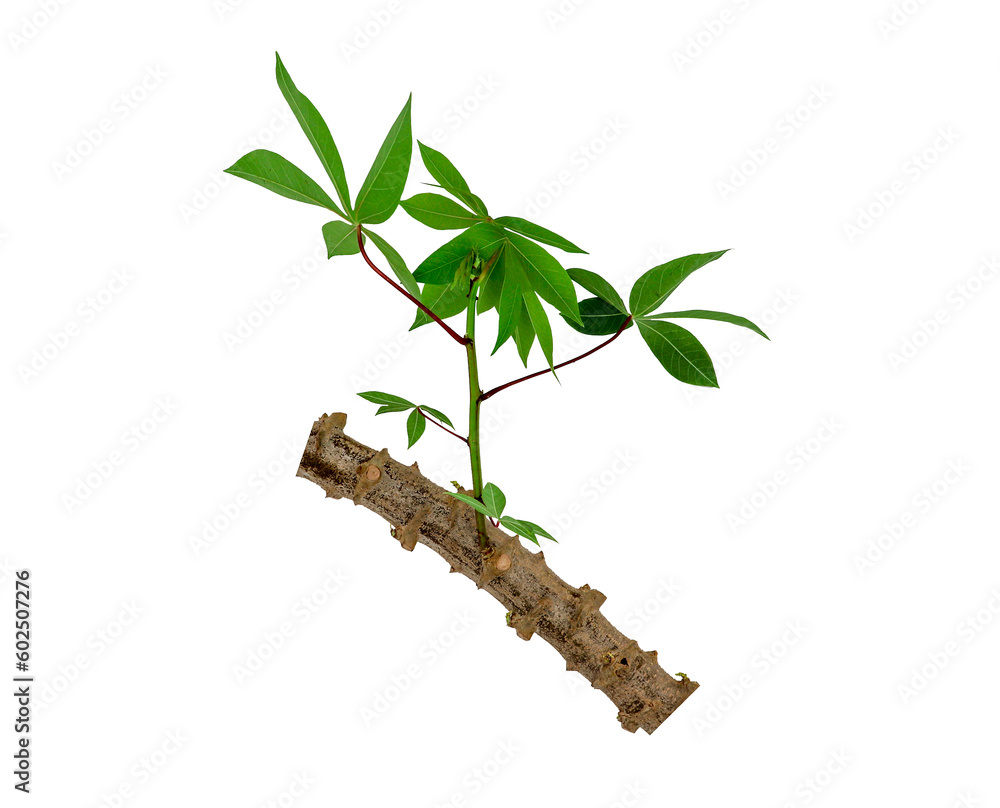 Cassava plant isolated on transparent background with selective focus ...