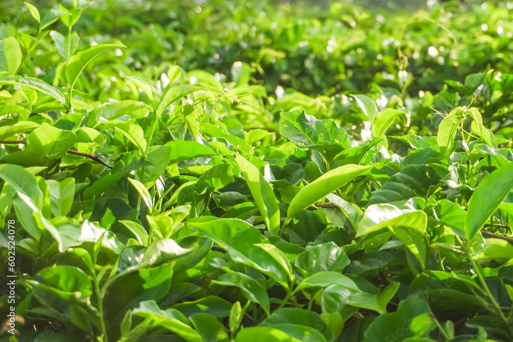 Tea plantation in Kemuning, Karanganyar, Central Java, Indonesia ...