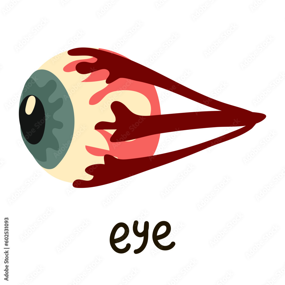 Illustration of the eyeball anatomy in a simple cartoon style. Anatomy ...
