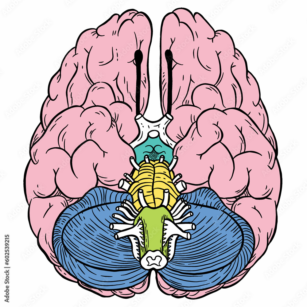 frontal lobe, brain, memory, nerves, nervous system, body, organs Stock ...