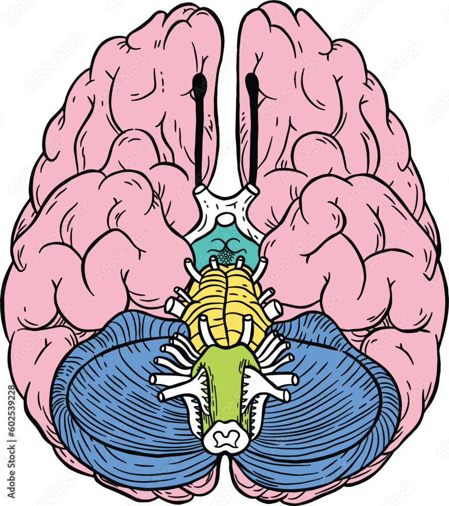 frontal lobe, brain, memory, nerves, nervous system, body, organs Stock ...