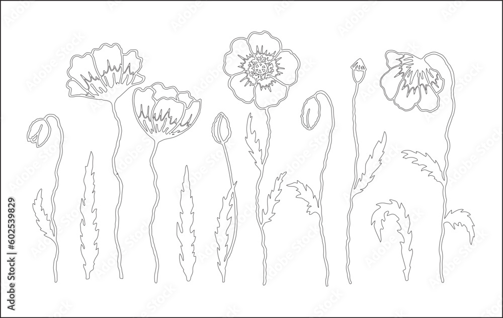 Set of poppies outline. Vector vegetal botanical decorative elements in ...