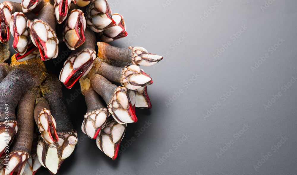 Barnacles, goose neck barnacle, percebes, gallician barnacles ...