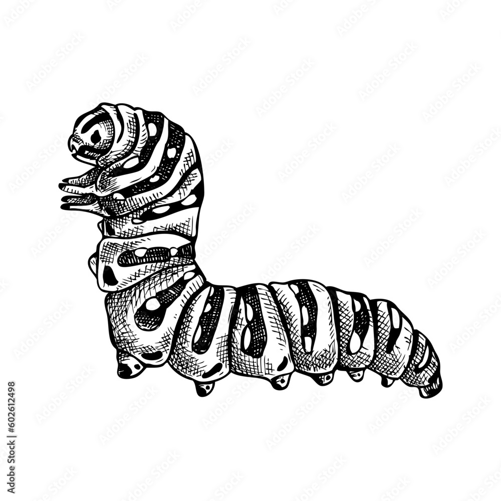 Sketched illustration of caterpillar. Hand drawn butterfly ...