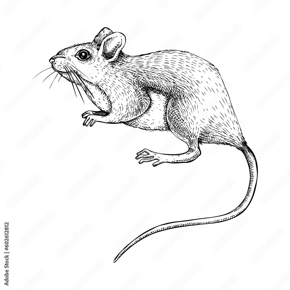Field mouse vector sketch. Hand drawn wildlife illustration in engraved ...