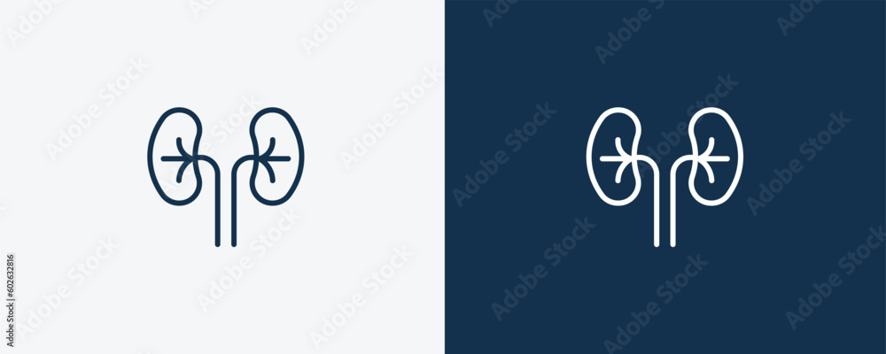 kidney icon. Outline kidney icon from medical collection. Linear vector ...